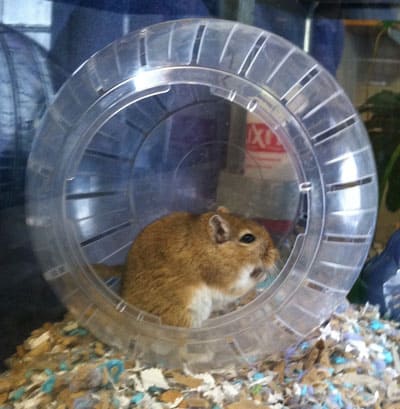 Choice, Control and… Confinement? – How Does Crate Training Fit In ...